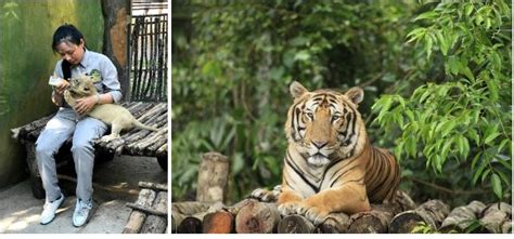 Khi Con Gái Một Tay Bắt Cọp Viết Bởi Doan Van Kha