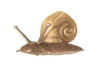 Snail Sticker Snail S Entdecken Und Teilen