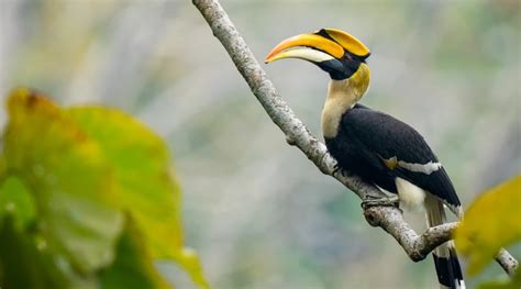 Great Indian Hornbill Endangered