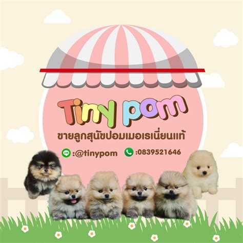 ปอมน่ารัก Cute Pom ปอมเมอเรเนียนแท้ ปอมหน้าหมี ปอมทีคัพ Bangkok