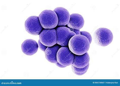 Staphylococcus Aureus Bacteria Stock Illustration Illustration Of