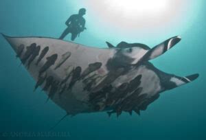 Largest Manta Ray Ever Caught Wingspan Of 30 Feet And Weigh More Than