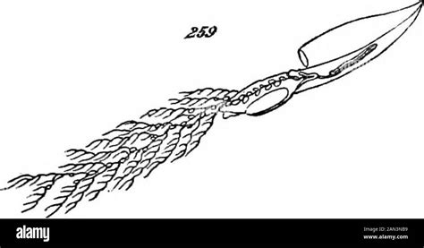 Analogous Shape Drawing