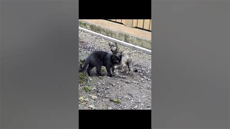 Miyagi Japan Cat Youtube