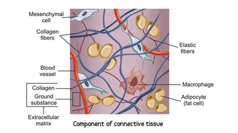 Connective Tissue Definition Structure Types And Function Rajus