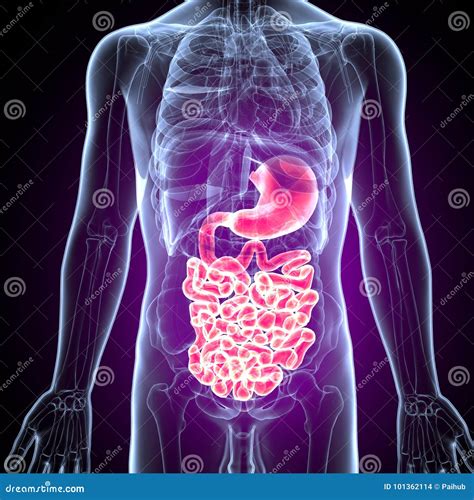 Imagem Do Estomago Humano Estômago Humano Plano Rgão Interno