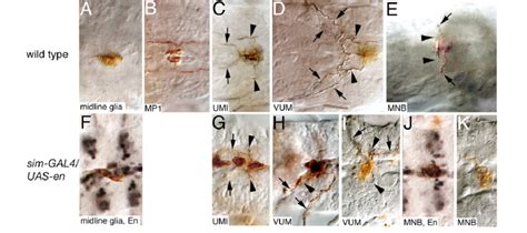 Ectopic Engrailed Expression In All Midline Cells Affects The Download Scientific Diagram