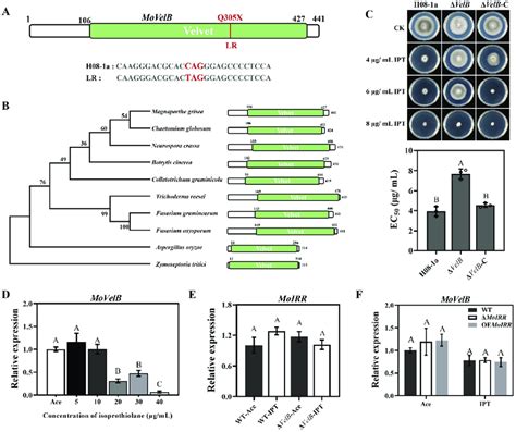 Movelb Negatively Regulated The Low Resistance To Ipt In M Oryzae A