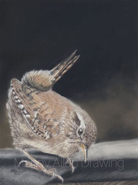 Wren Print By Mandy Allan Drawing
