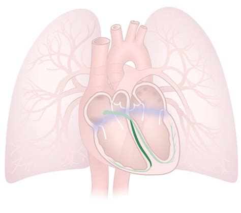 Ecg Anatomy