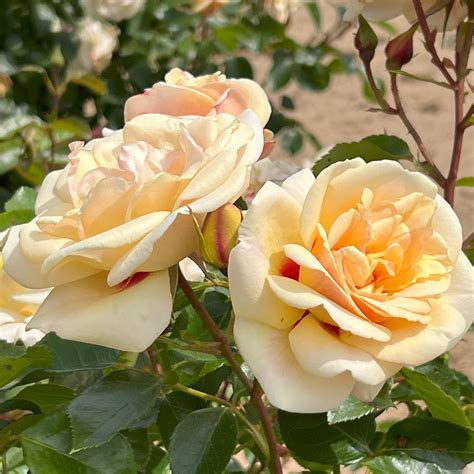 Eileen Rose Floribunda Rose The Fragrant Rose Company