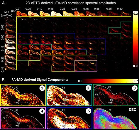 A Spectral Amplitude Maps Of Normalized 2d µf A − M D Correlation Download Scientific Diagram