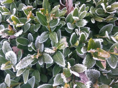Free Images Tree Cold Winter Leaf Flower Frost Bush Green