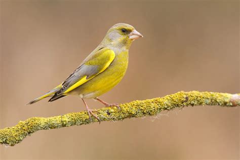 50 Types Of Green Birds With Pictures And Identification