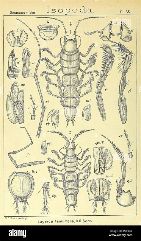 An Account Of The Crustacea Of Norway Christiania A Cammermeyer 1895