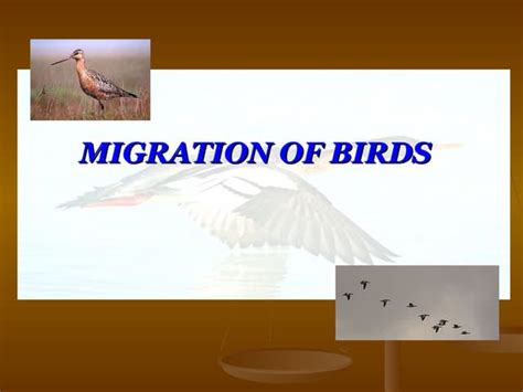 Migration In Birds Pptx