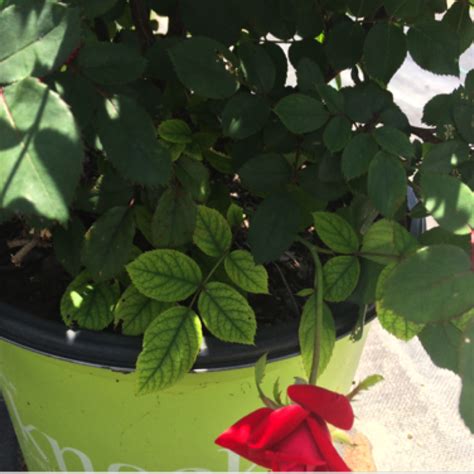 Cylindrocladium Crown Rot