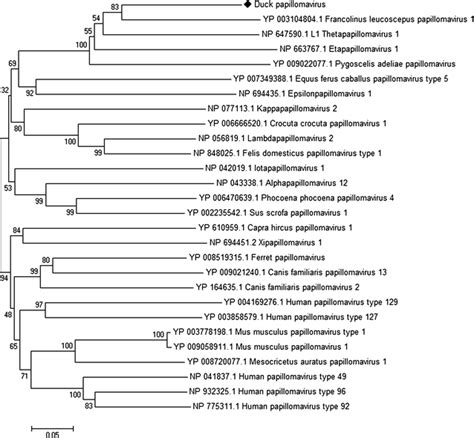 Phylogenetic Analysis Of Translated Partial Amino Acid Sequences Of L1