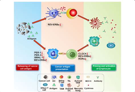Initiate Anti Cancer Immunity Releasing Of Cancer Cell Antigen Cancer
