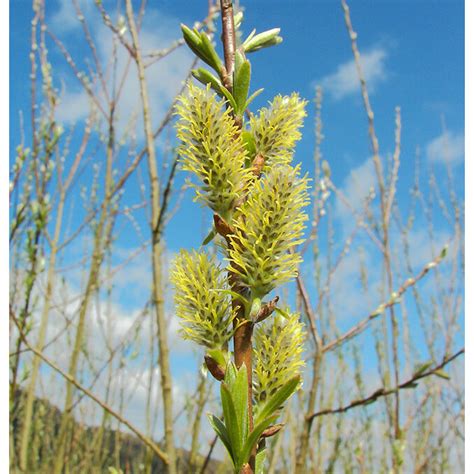 Salix Viminalis Vivai Pedrani