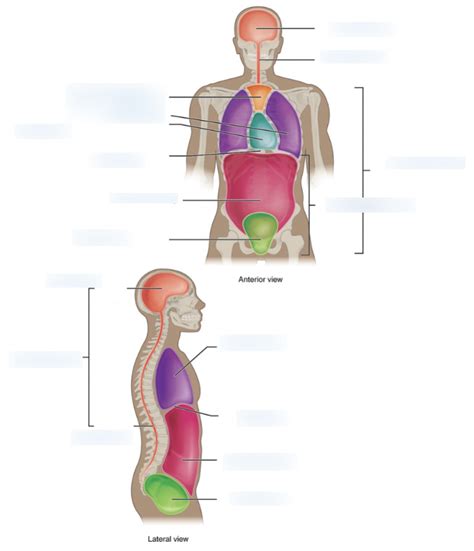 Anatomy 1 Lab Practical Diagram Quizlet