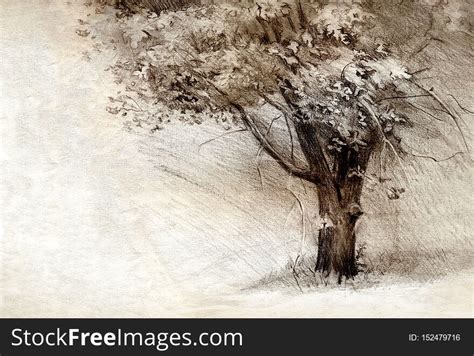 Tree Trunk Pencil Drawing