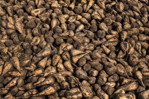 Sugar Beet In Bulk Roots Background Harvest Stock Image Image Of