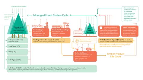 Carbon Cycle And Timber — Mass Timber Housing