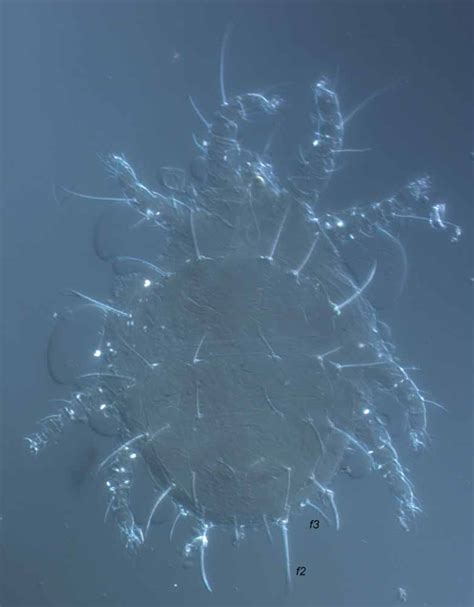 Raoiella Argenta Flat Mites Of The World