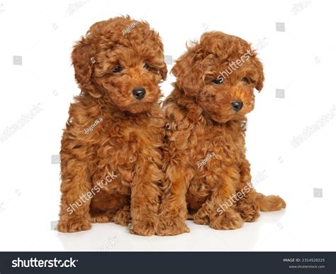 Red Toy Poodle Puppies