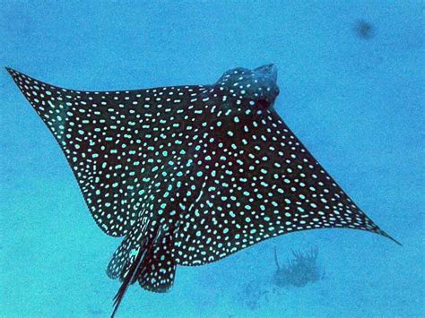 Spotted Eagle Ray Facts