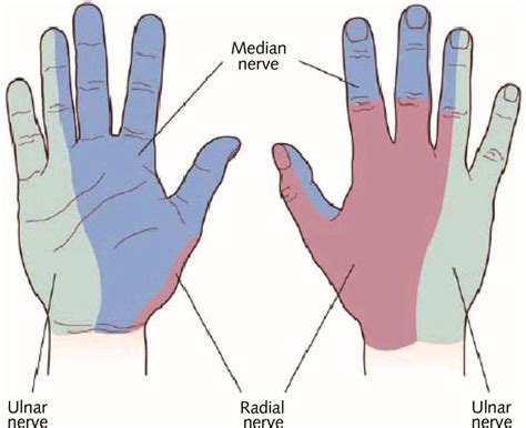 Ulnar Nerve Distribution