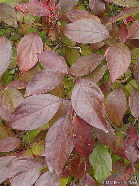 Cornus Racemosa Gray Dogwood Minnesota Wildflowers