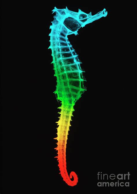 Rainbow Seahorses Real