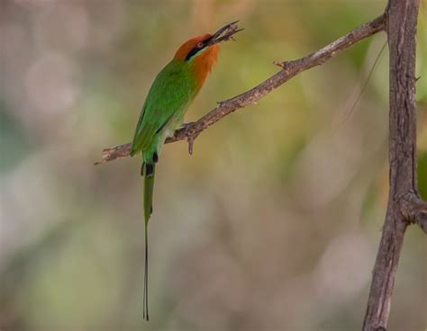 Böhms Bee Eater Merops Boehmi Buckham Birding