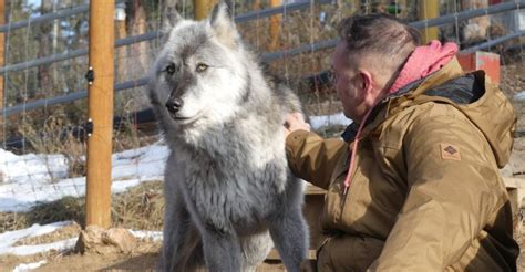 Minutes From Colorado Springs Hides Colorados Most Interactive Wolf