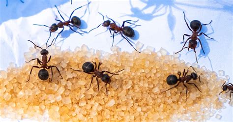 How To Get Rid Of Flying Ants