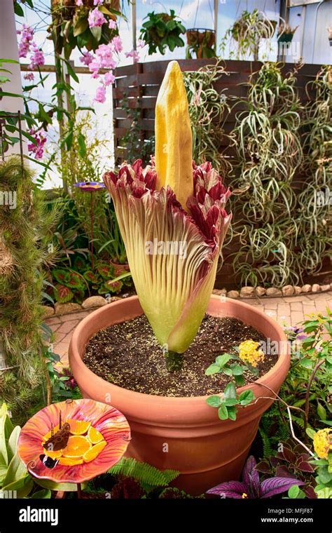 Rare Blooming Corpse Flower Also Known As The Titan Arum At The Tucson