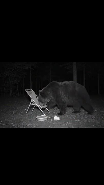 곰의 캠핑지 수 🐻🪑 Youtube