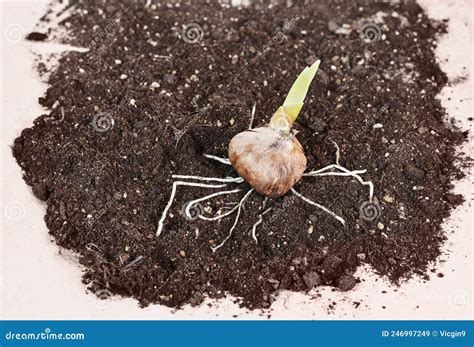 Flower Bulb With Roots Stock Image Image Of Ground 246997249