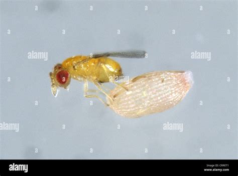 Parasitoid Wasp Trichogramma Sp With Angoumois Grain Moth Egg Stock