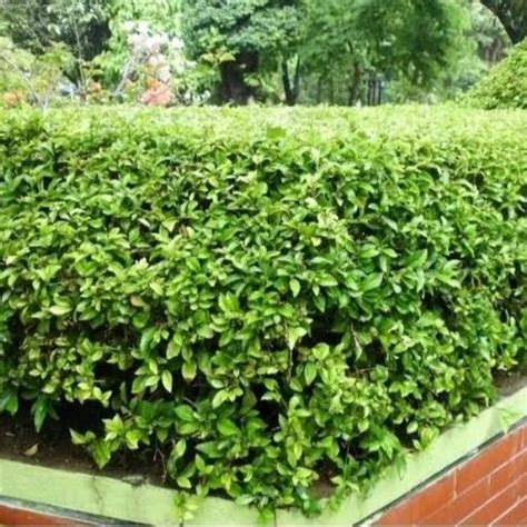 Jual Pohon Teh Tehan Bibit Tanaman Pagar Rumah Bibit Teh Tehan Kab Bogor Fauzan Floraindah