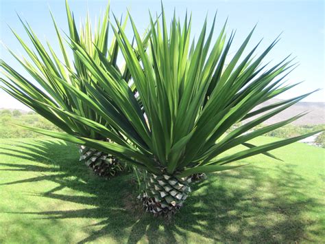 Complete Guide And Expert Care Of Agave Sisalana For Gardens And