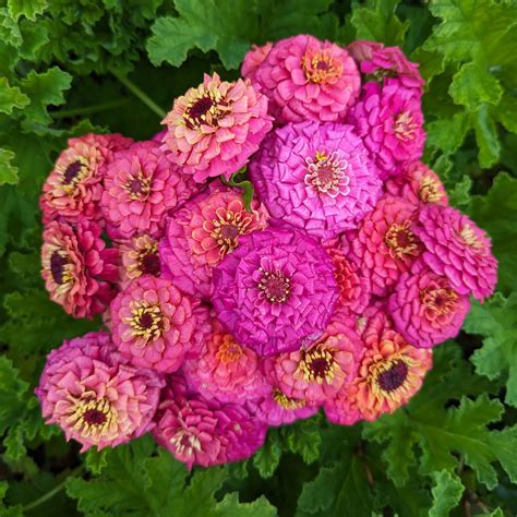 Loris Wildflower Stand