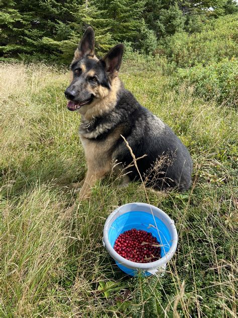 Partridge Berry Time Downhome Magazine