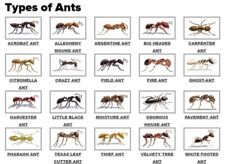 Types Of Ants Types Of Ants Ants Kill Ants