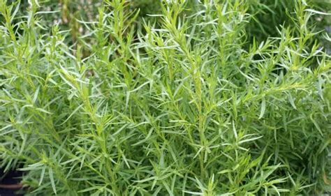 Cómo Cultivar Estragón Ideas Paralacasa