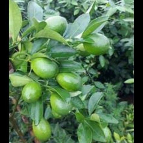 خرید و قیمت نهال لیمولایم کوات لیمو لایم 4ساله تمام نهالهامیوه دارهستن