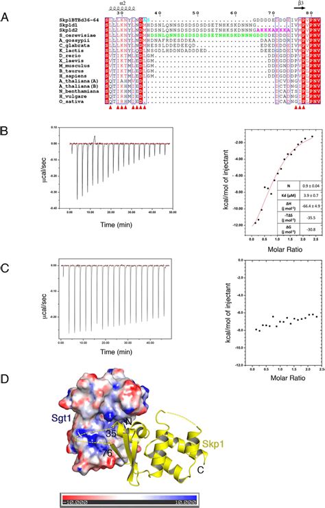 Contribution Of A Charged Sequence To Sgt1 Skp1 Association A