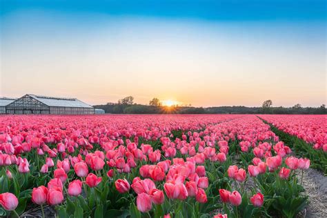 Amsterdam Tulips Wallpapers Top Free Amsterdam Tulips Backgrounds